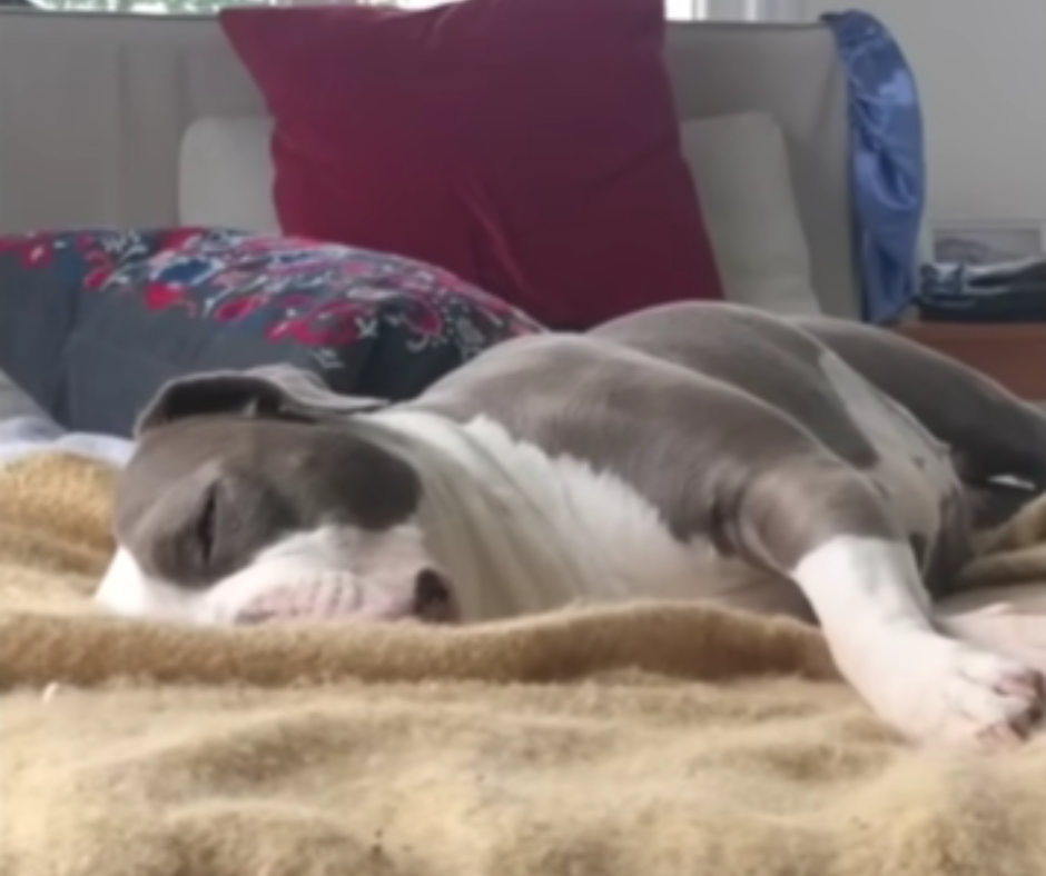 Heartbreaking Cries of Abandoned Dog Stella Echo Through the Streets of ...