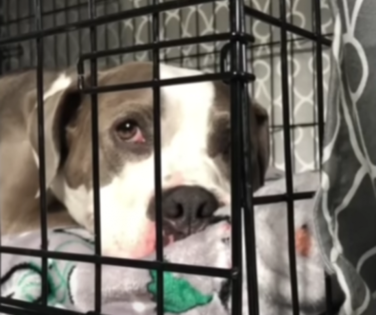 Heartbreaking Cries of Abandoned Dog Stella Echo Through the Streets of ...