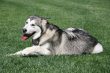 Alaskan Malamute Colors: 7 Stunning Variations with Pictures ...