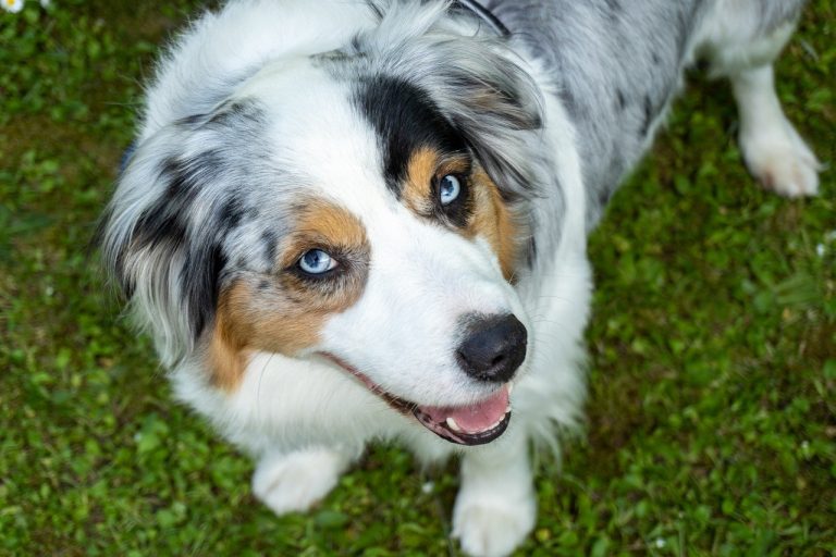 15 Dog Breeds Who Look Like They’re Always Smiling - iHeartDogs.com