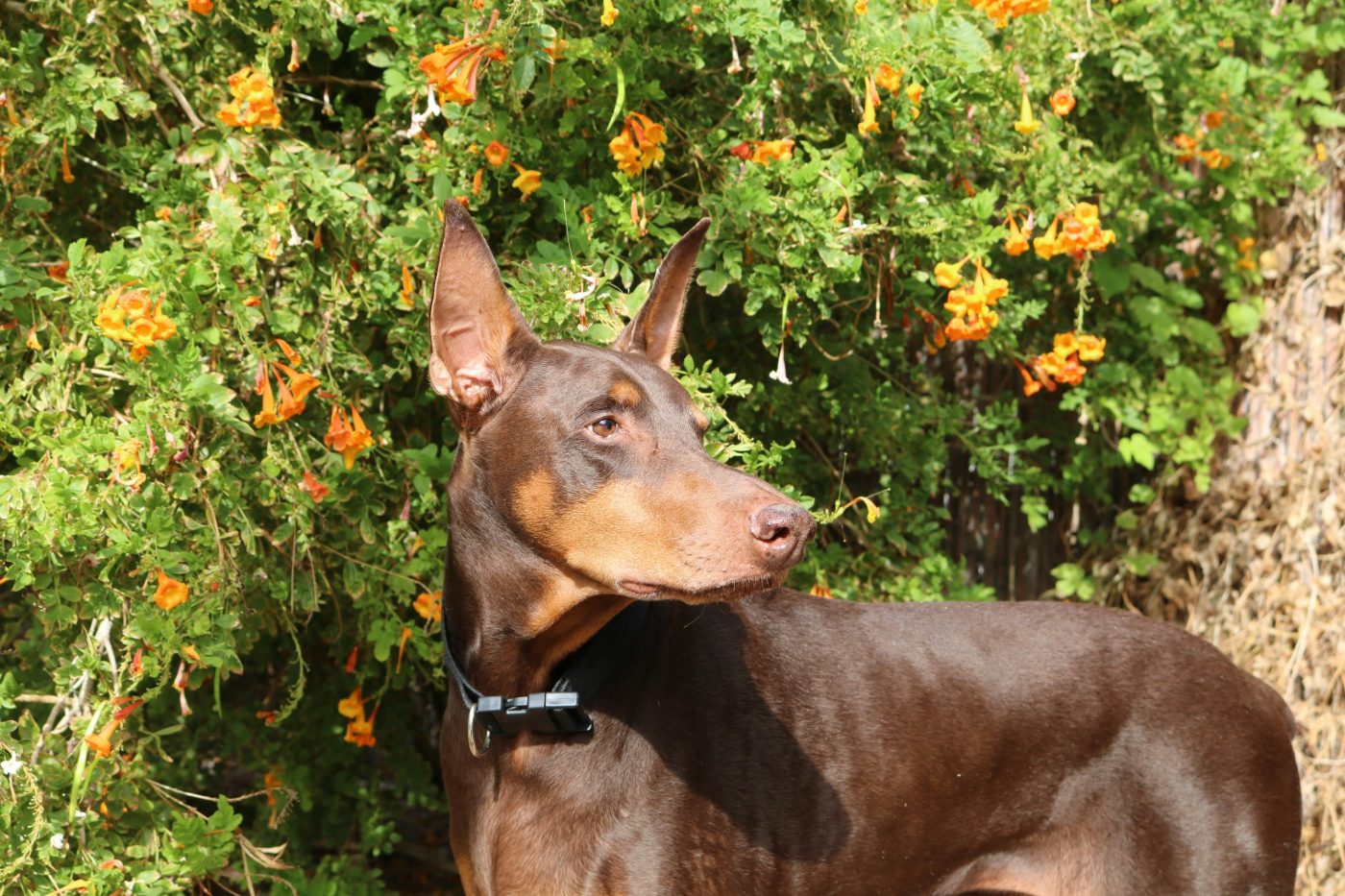 Doberman Colors: 7 Stunning Variations with Pictures - iHeartDogs.com