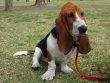 Basset Hound Colors: 7 Stunning Variations with Pictures - iHeartDogs.com