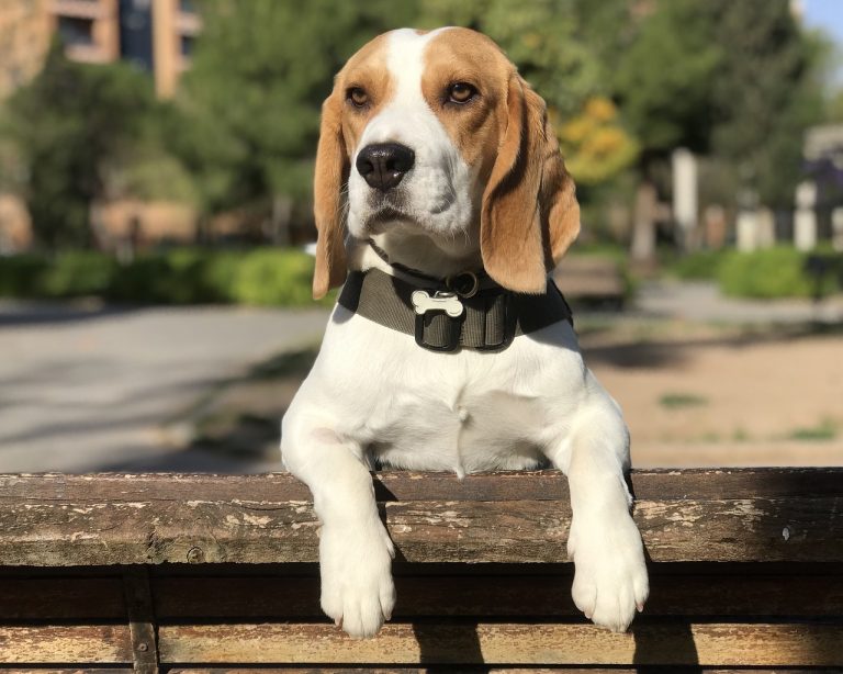 12 Most Vocal Dog Breeds: We Countdown The Dogs With a Lot to Say ...