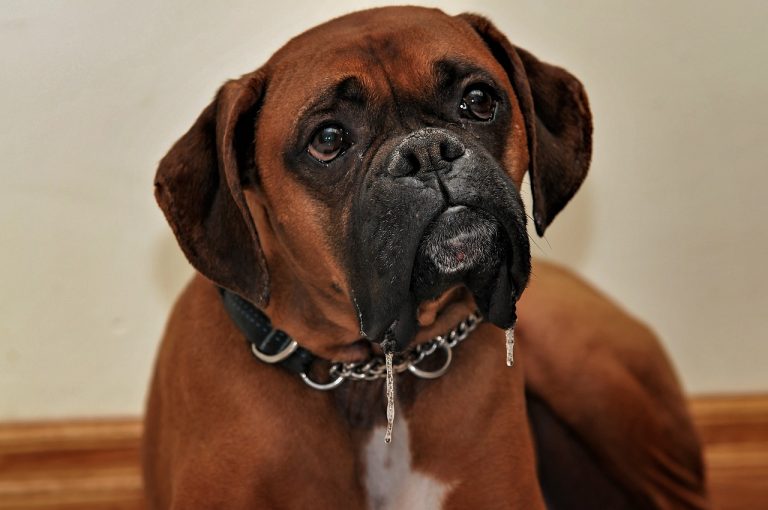 Top 10 Dog Breeds Known For Their 'Grumpy' Expressions - iHeartDogs.com