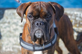 Boxer Colors: 6 Stunning Variations with Pictures - iHeartDogs.com