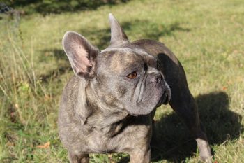 The 11 Best Lap Dog Breeds - iHeartDogs.com