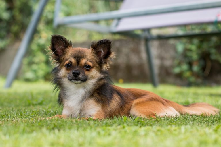 17 Low-Maintenance Dogs That Seniors Will Love - iHeartDogs.com