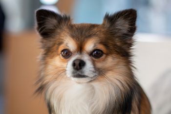 The 11 Best Lap Dog Breeds - iHeartDogs.com