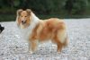 12 Most Colorful Dog Breeds: We Countdown The Dogs With Vibrant Coats ...
