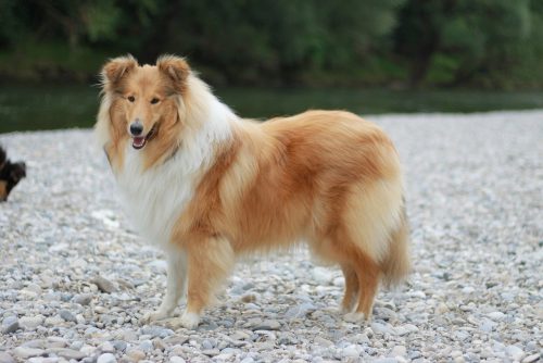 12 Most Colorful Dog Breeds: We Countdown The Dogs With Vibrant Coats ...