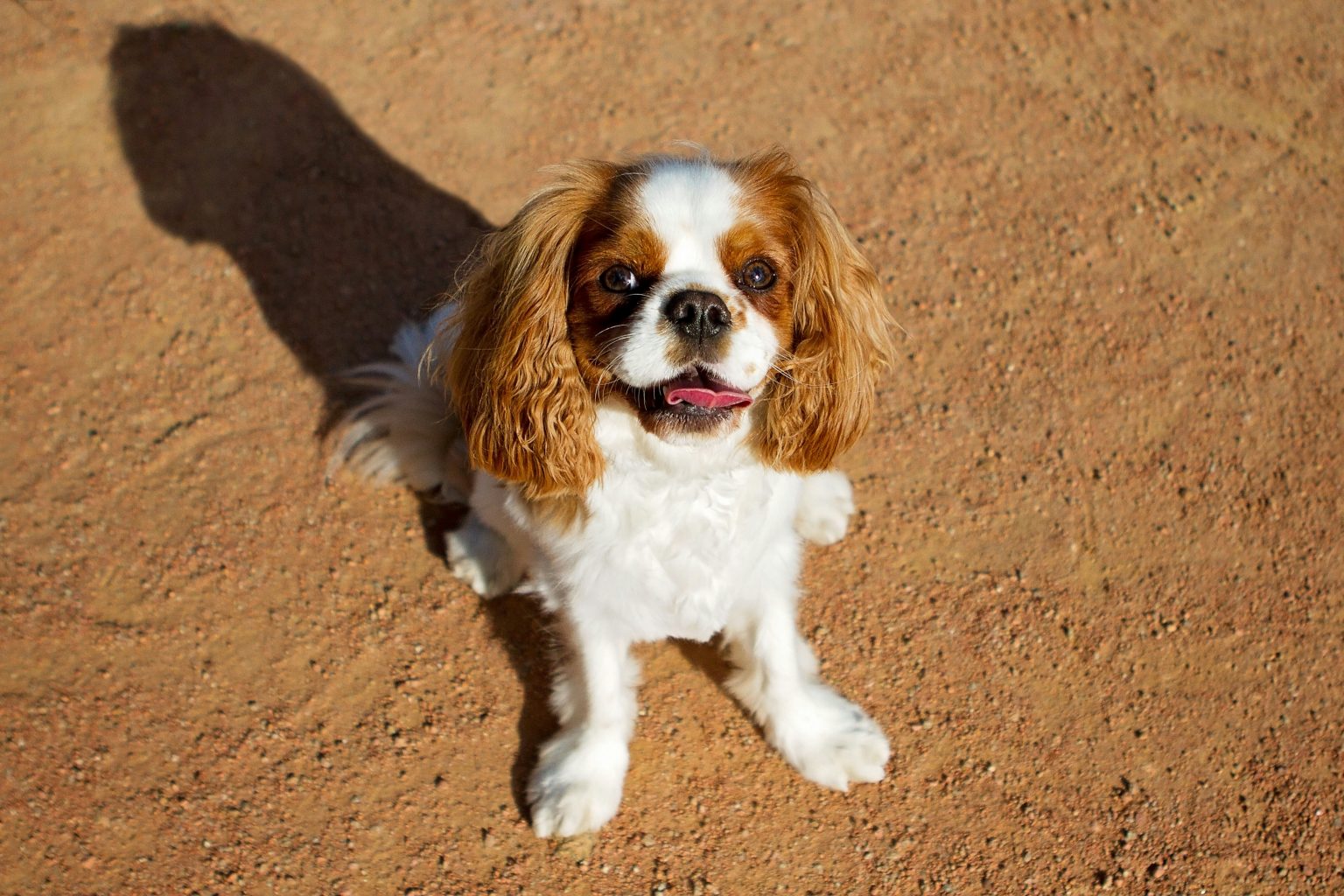 The 11 Best Lap Dog Breeds - iHeartDogs.com