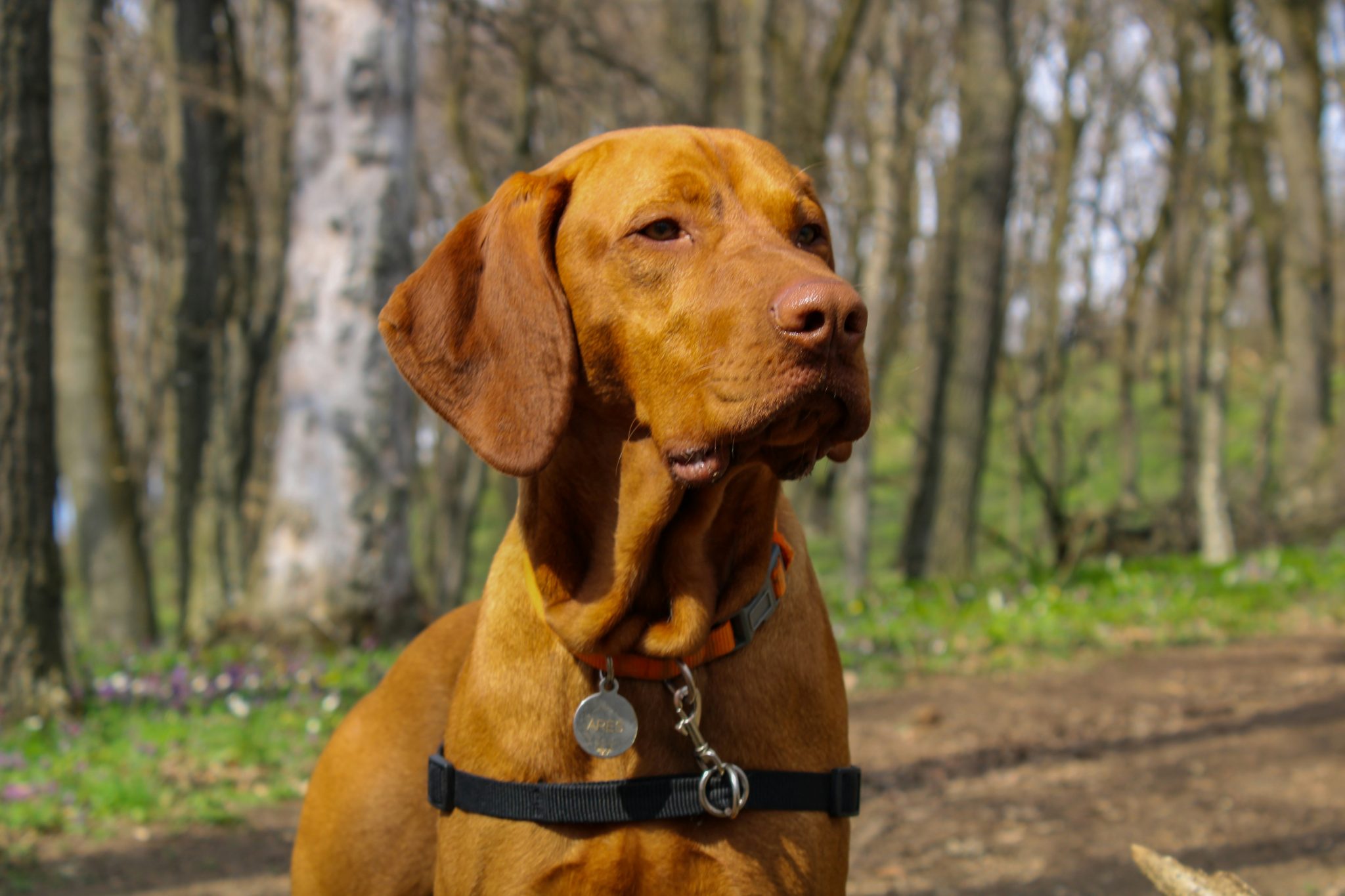 12 Most Adventurous Dog Breeds: We Countdown The Dogs That Are Always ...