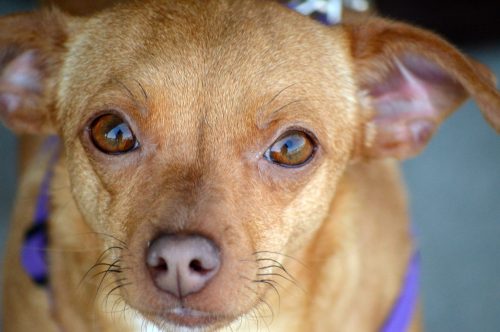 The 10 Most Popular Hybrid Dog Breeds - iHeartDogs.com
