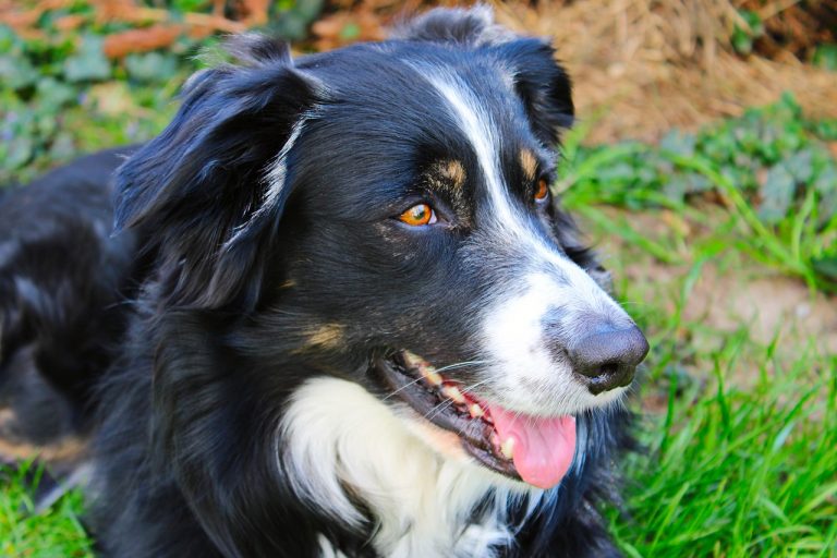 10 Dog Breeds With The Most Fascinating Facial Markings - iHeartDogs.com