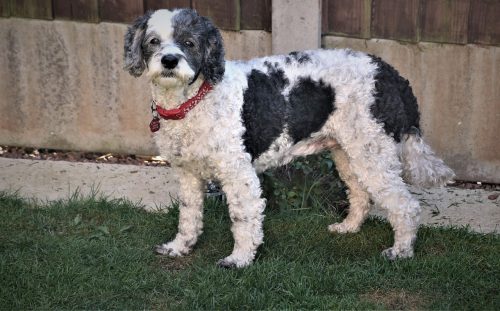 The 11 Most Popular Hybrid Dog Breeds - iHeartDogs.com