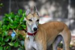 Greyhound Colors: 7 Stunning Variations with Pictures - iHeartDogs.com