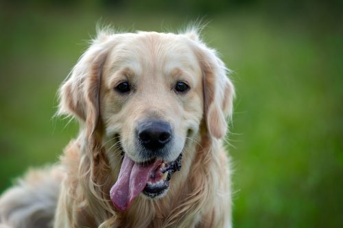 12 Most Social Dog Breeds: We Countdown The Canines That Love Making ...