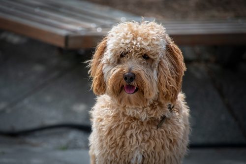 The 10 Most Popular Hybrid Dog Breeds - iHeartDogs.com