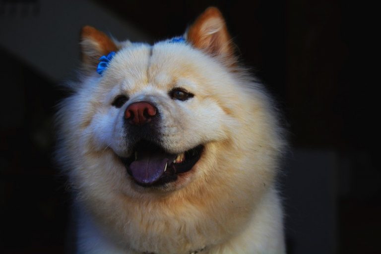 12 Most Mysterious Dog Breeds: We Countdown The Dogs With Enigmatic ...