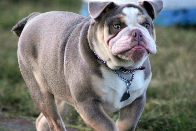 Bulldog Colors: 7 Stunning Variations with Pictures - iHeartDogs.com