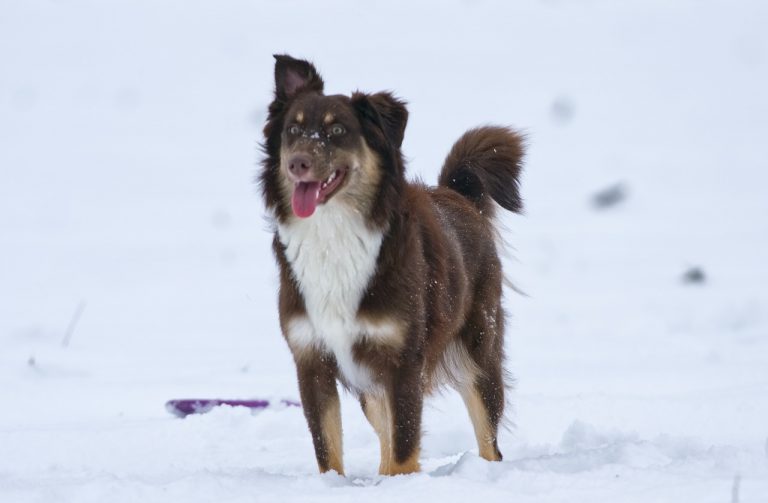 Australian Shepherd Colors 2026: Every AKC Shade, Pattern, and What ...