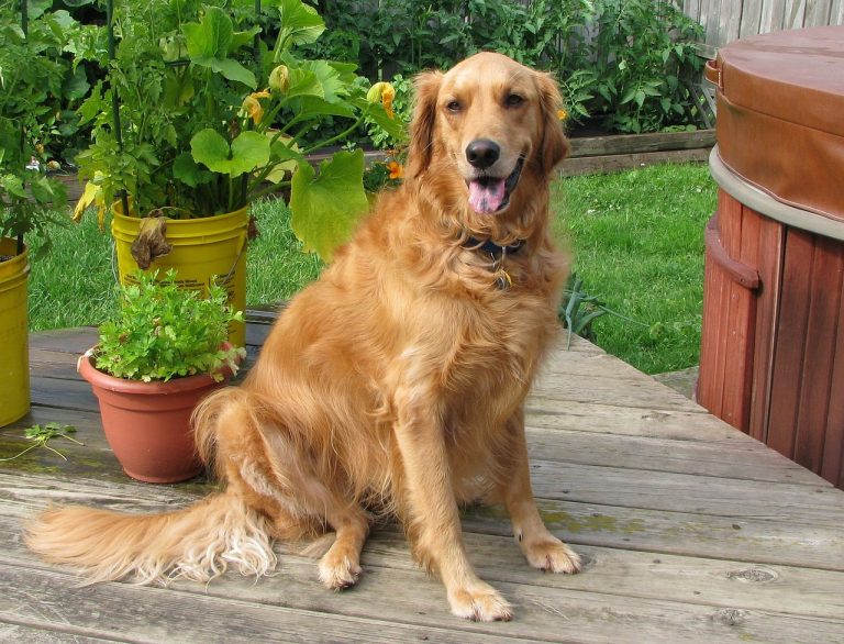 Golden Retriever Colors 2026: The Complete Guide to Every Shade ...
