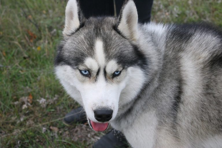 Husky Colors: 7 Stunning Variations with Pictures - iHeartDogs.com
