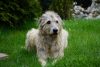 12 Most Regal Dog Breeds: We Countdown The Dogs That Exude Majesty