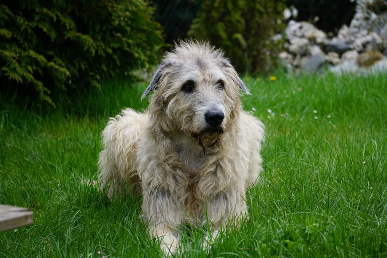 12 Most Regal Dog Breeds: We Countdown The Dogs That Exude Majesty ...