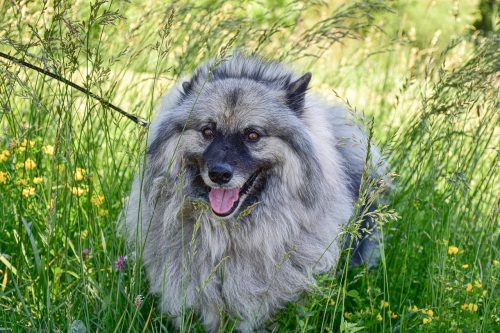 15 Exceptionally Well-Behaved Dog Breeds - iHeartDogs.com