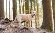 22 Dog Breeds That Are Incredible Sniffers - iHeartDogs.com