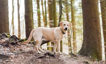 22 Dog Breeds That Are Incredible Sniffers - iHeartDogs.com
