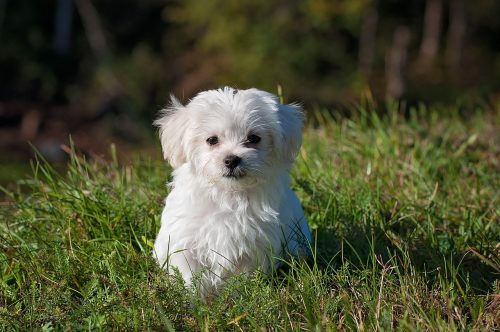 Maltese Colors: 7 Stunning Variations with Pictures - iHeartDogs.com