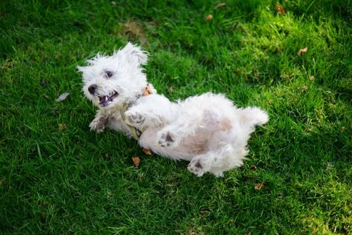 The 10 Cutest Dog Breed Mixes Ever - iHeartDogs.com