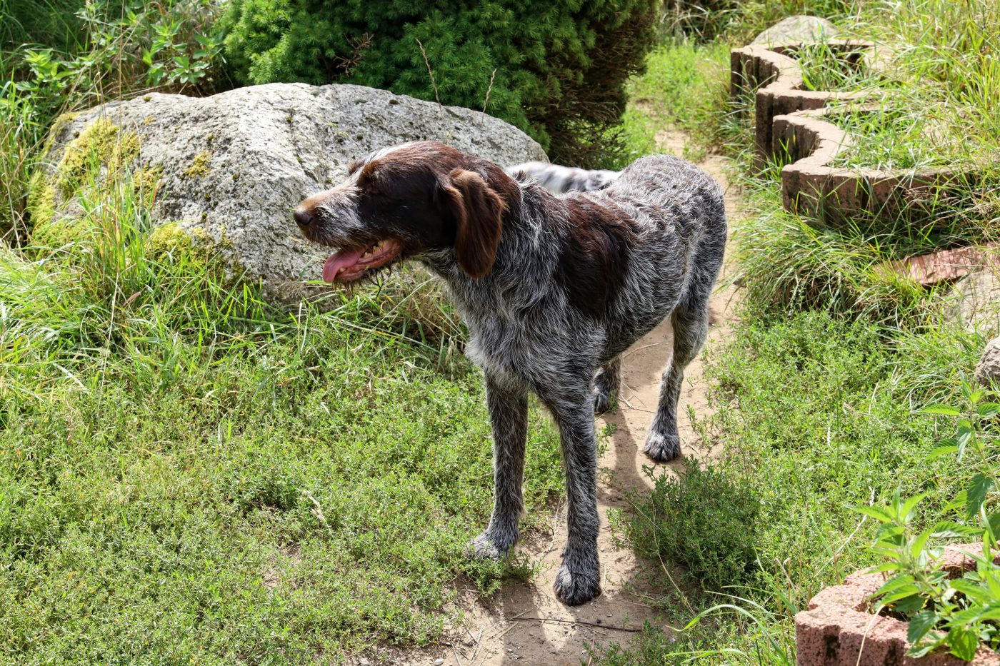 12 Best Hunting Dog Breeds: We Countdown The Dogs That Excel in the ...