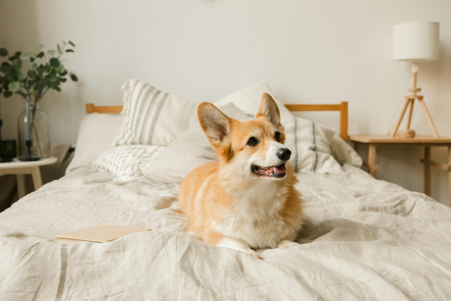 Corgi Colors 2026: Every AKC-Recognized Shade for Pembrokes and ...