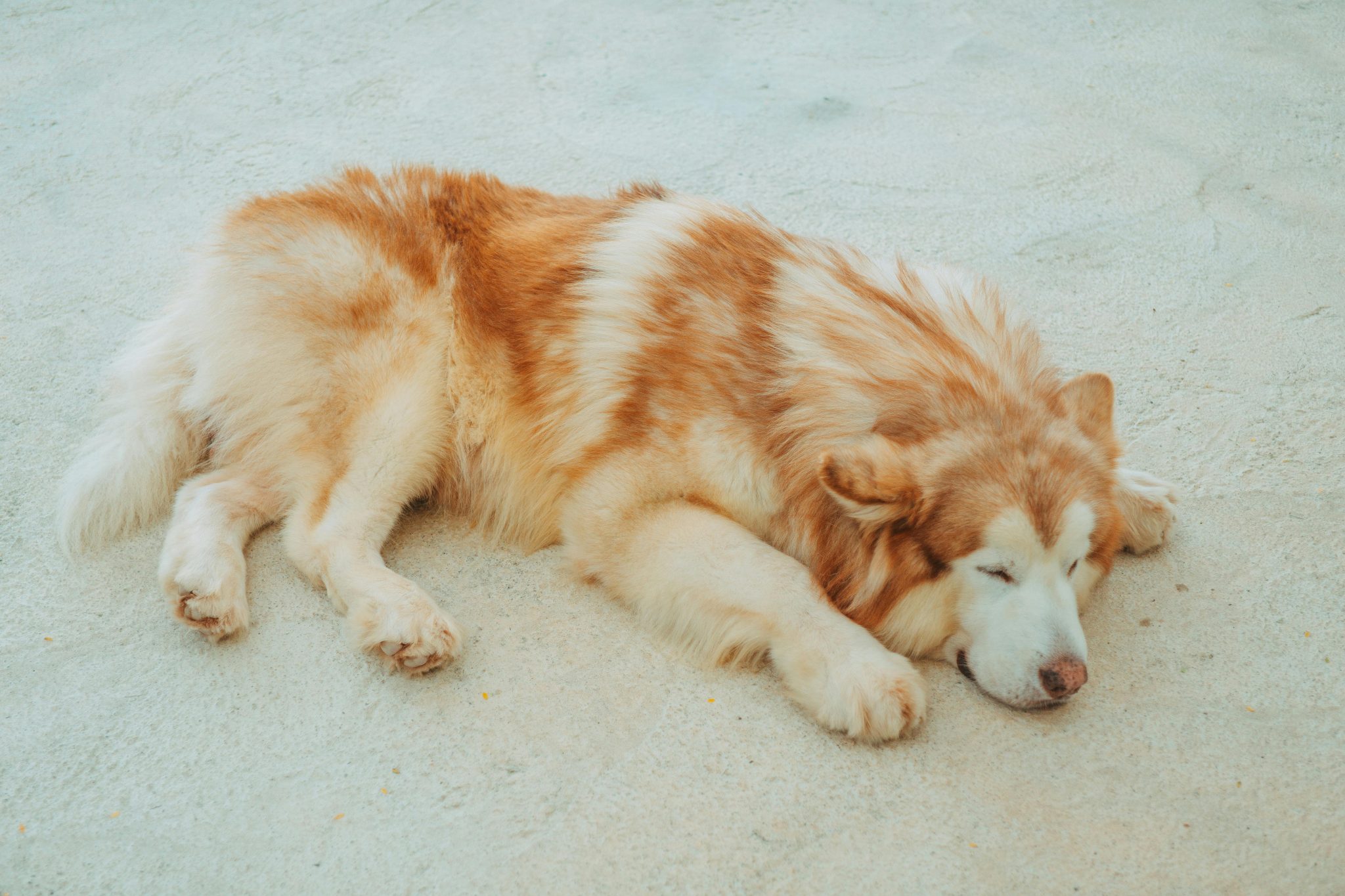 Alaskan Malamute Colors: 7 Stunning Variations with Pictures ...