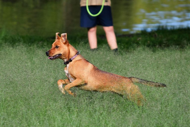 12 Most Exotic Dog Breeds: We Countdown The Dogs That Are Rare and ...