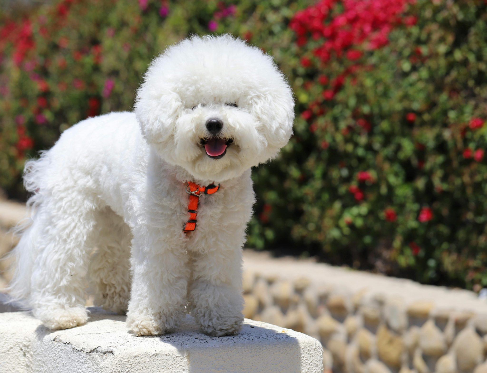 Bichon Frise Colors: 7 Stunning Variations with Pictures - iHeartDogs.com