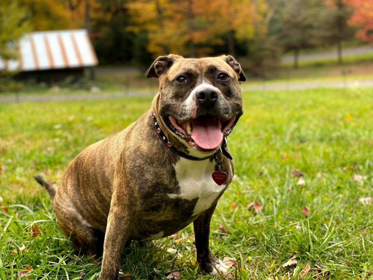 Staffordshire Bull Terrier Colors: 7 Stunning Variations with Pictures ...