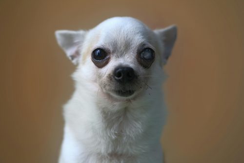Chihuahua Colors 2026: Every AKC-Recognized Color, Pattern, and ...