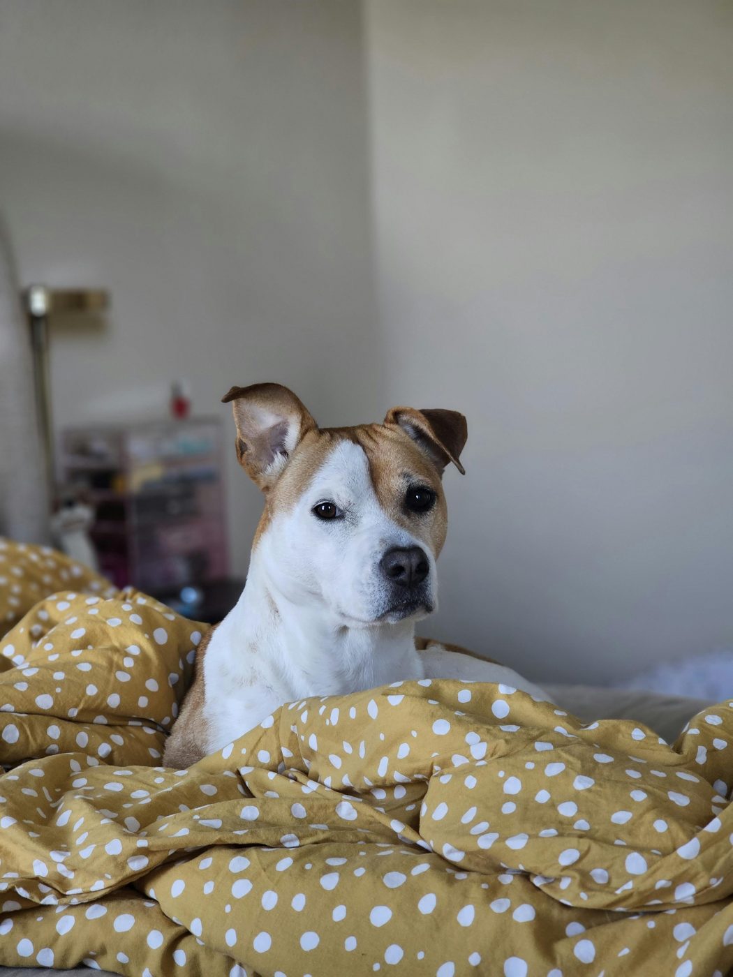 Staffordshire Bull Terrier Colors: 7 Stunning Variations with Pictures ...