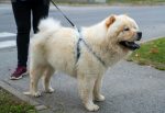 Chow Chow Colors: 7 Stunning Variations with Pictures - iHeartDogs.com
