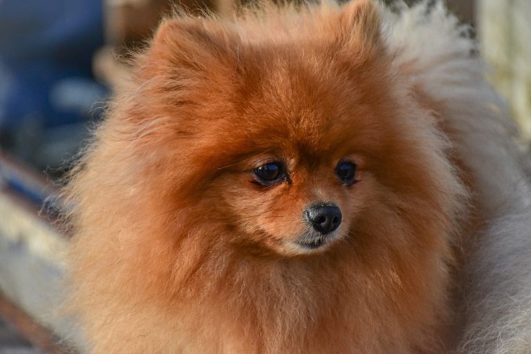 Pomeranian Colors: 7 Stunning Variations with Pictures | Whisker Therapy