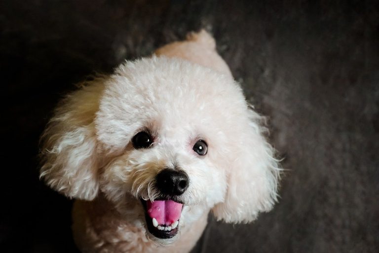 25 Most Social Dog Breeds: Dog That Love Making New Friends ...