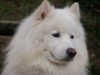 Samoyed Colors: 7 Stunning Variations with Pictures