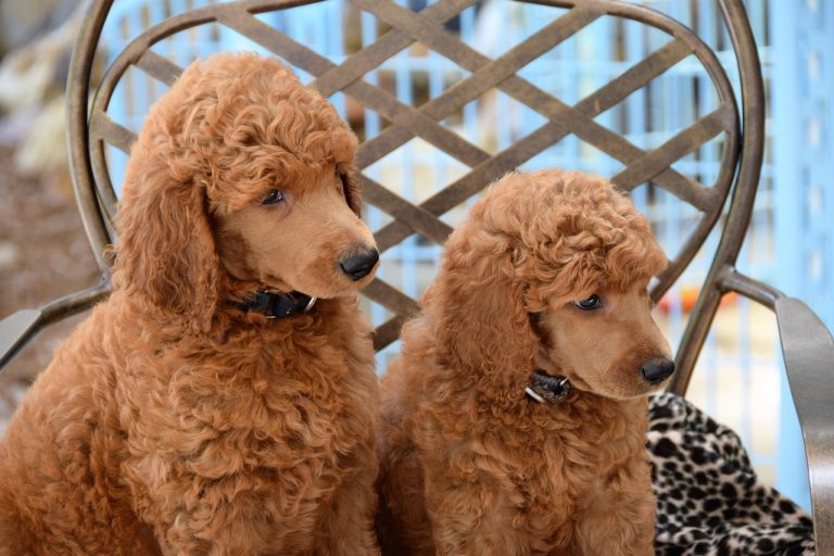 Poodle Colors 2026: Every AKC Shade, Rarity Rankings, and How Colors ...