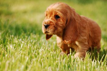 Cocker Spaniel Colors: 7 Stunning Variations with Pictures - iHeartDogs.com