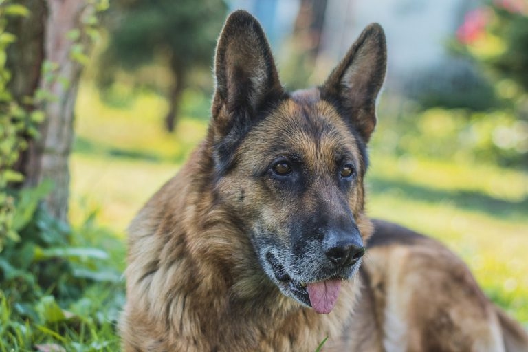 12 Most Vocal Dog Breeds: We Countdown The Dogs With a Lot to Say ...