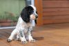 10 Dog Breeds That Excel in Therapeutic Settings: Hospitals, Schools ...